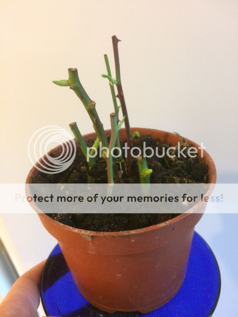 Need Some help my rosés are dying... : r/gardening