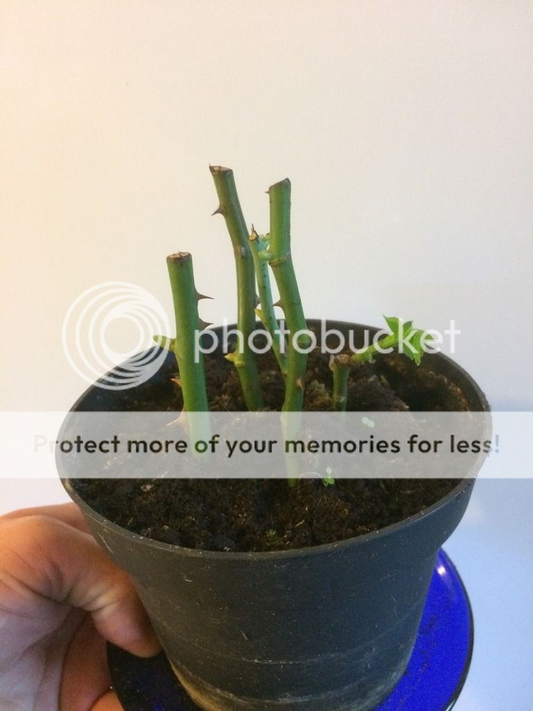 Need Some help my rosés are dying... : r/gardening