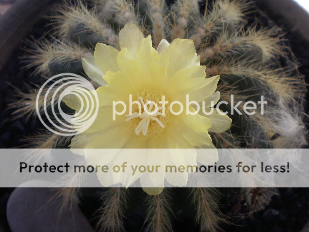 New cacti fan! - CactiGuide.com